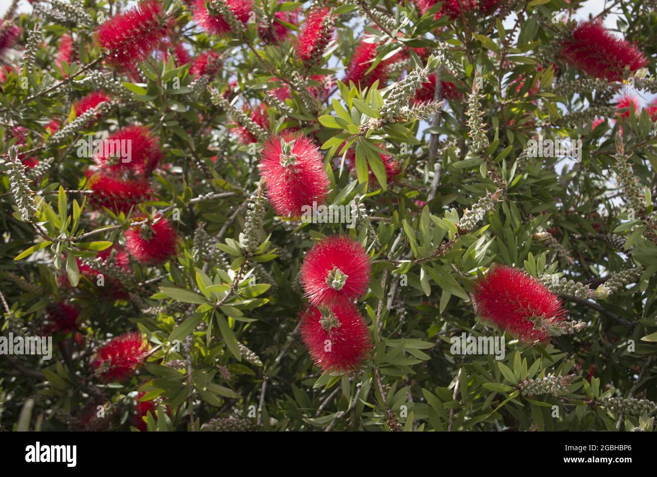 Closeup of red Callistemon flowers on branches in a garden Stock Photo ...