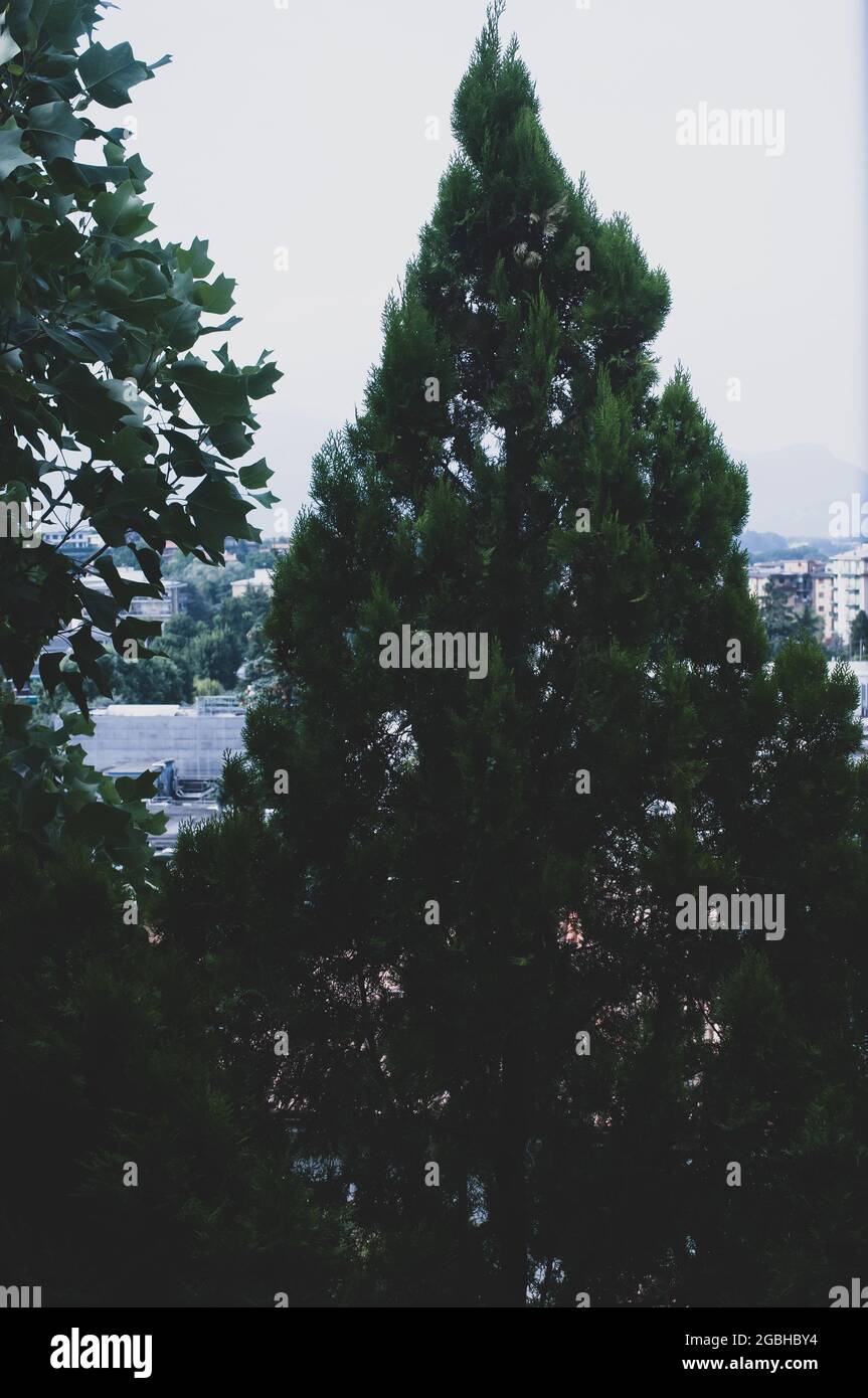 Closeup of a fir tree in a village Stock Photo - Alamy
