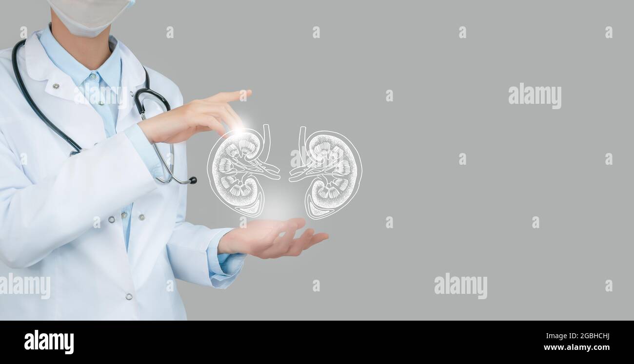 Female doctor holding virtual Kidneys in hand. Handrawn human organ ...