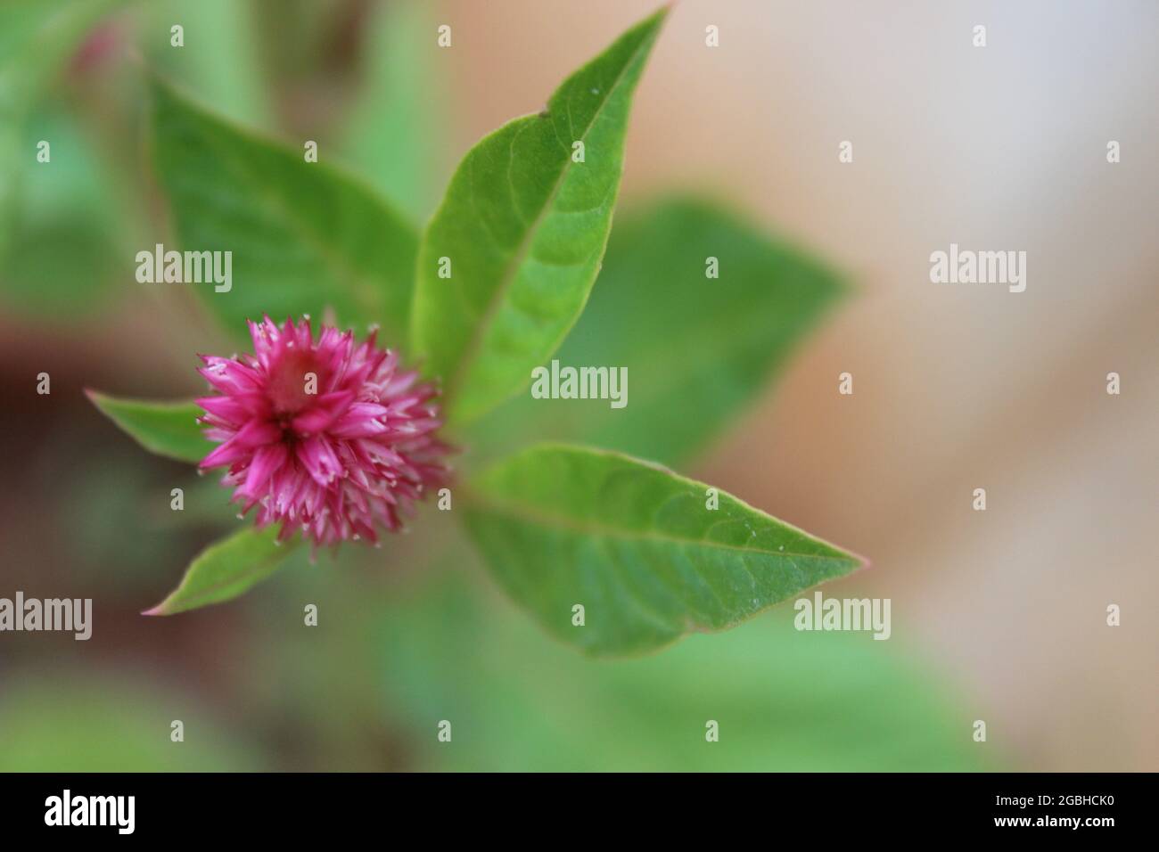 Selective closeup of a purple clover flower (Trifolium) in a garden ...