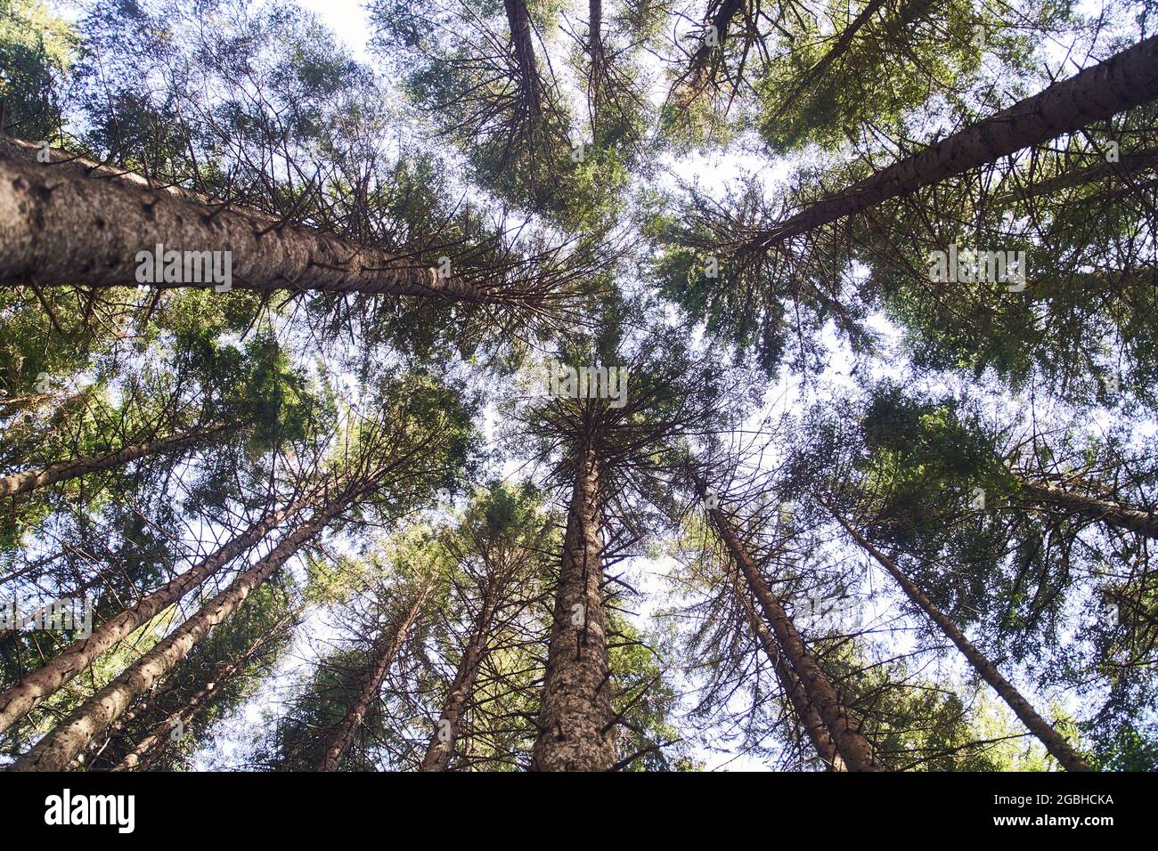 Looking up pine trees crowns branches in woods or forest. Tops of trees ...