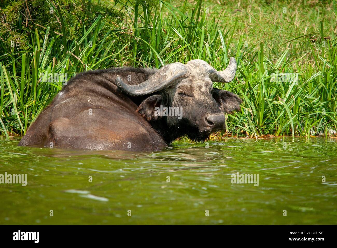 Portrait african cape buffalo hi-res stock photography and images - Alamy