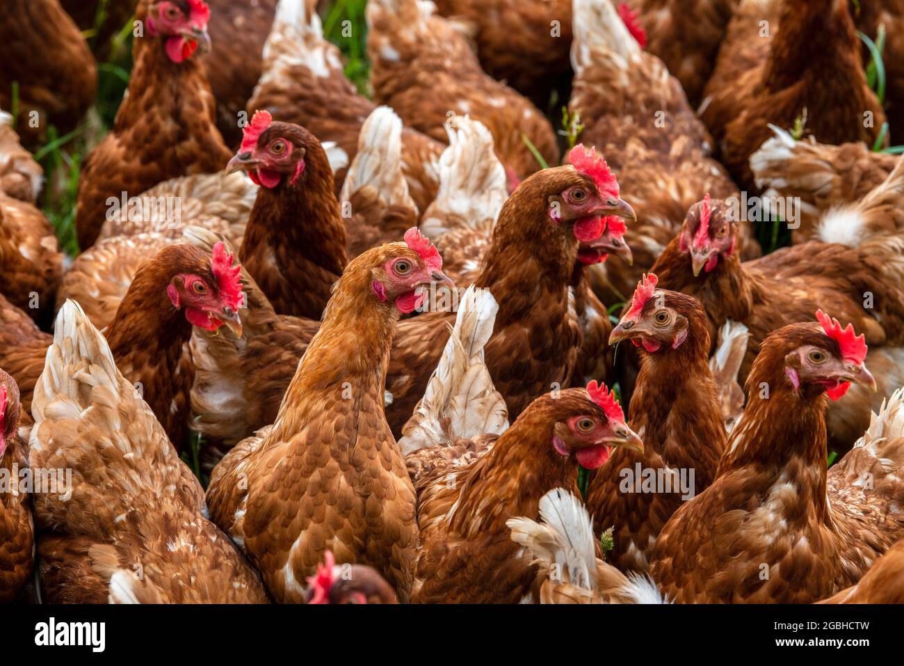 chicken in free range outdoor Stock Photo - Alamy