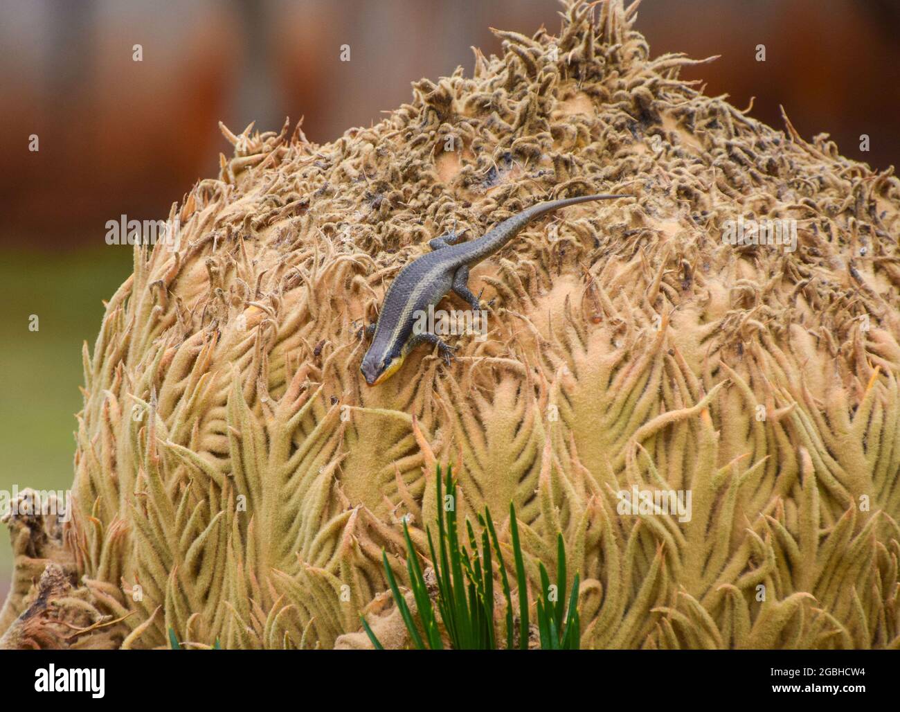 Montane speckled skink aka speckled rock skink, Trachylepis ...
