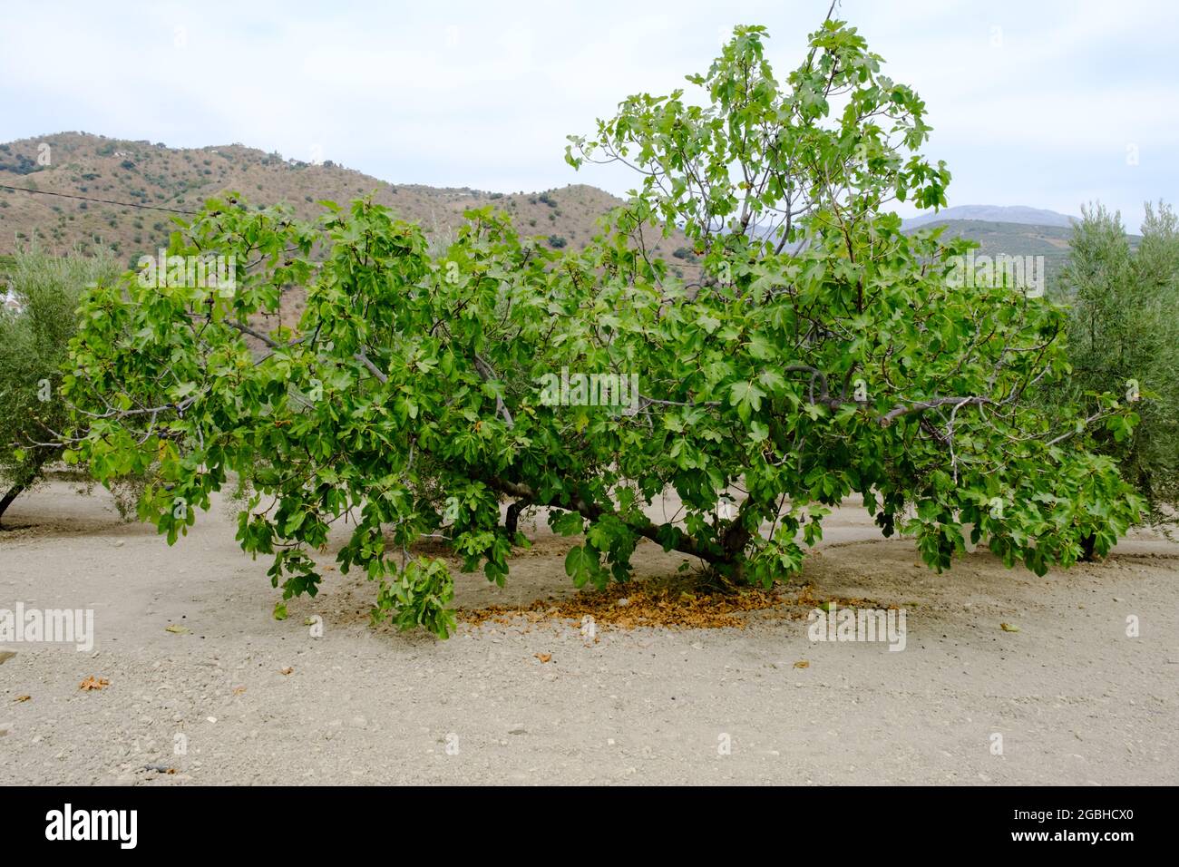 Fig plantations hi-res stock photography and images - Alamy