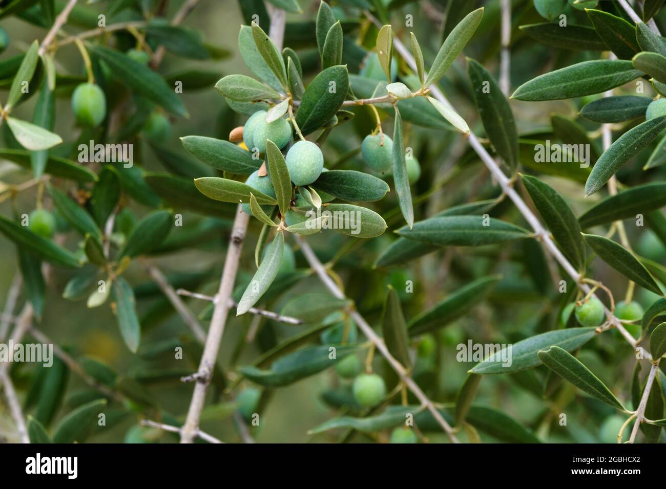 Olive trees in the Axarquia region of Andalucía, Spain Stock Photo - Alamy