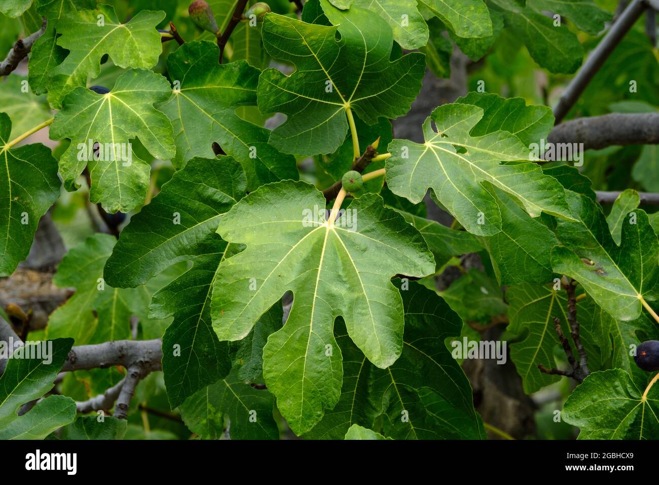 A fig tree in the Axarquia region of Andalucía, Spain Stock Photo - Alamy