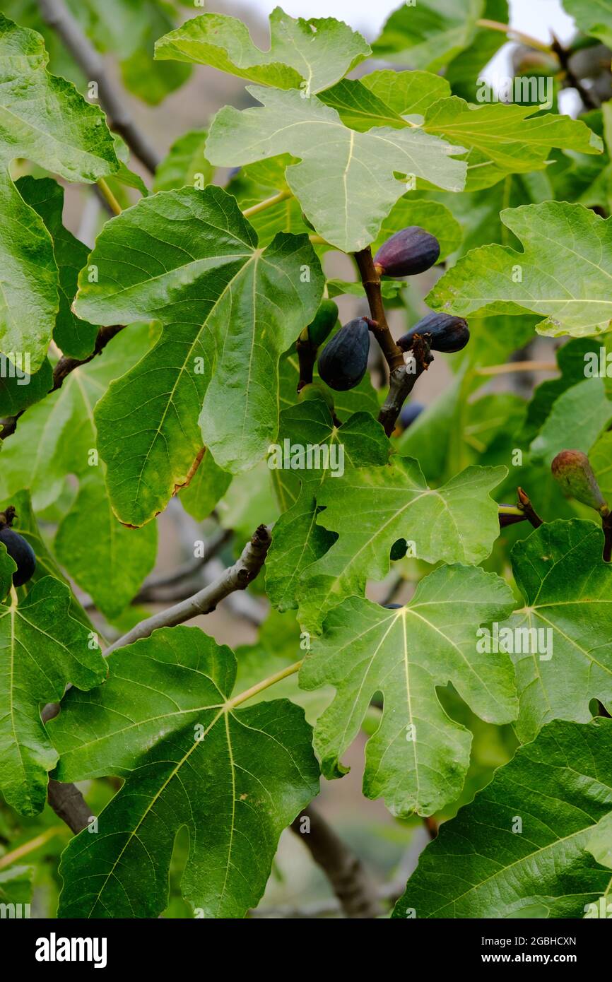 A fig tree in the Axarquia region of Andalucía, Spain Stock Photo - Alamy
