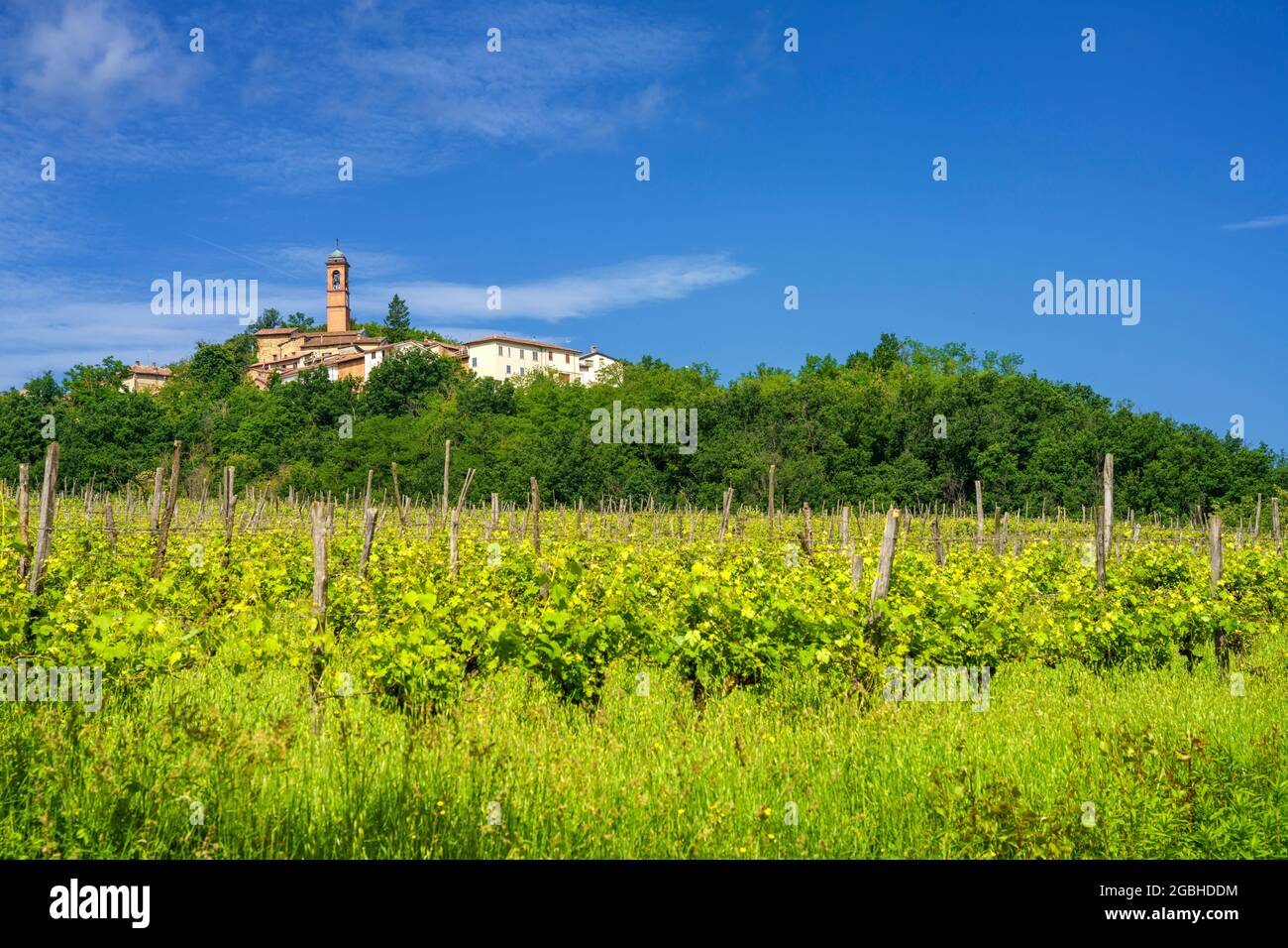 Vineyards on the Tortona hills (Colli Tortonesi), in the Alessandria ...