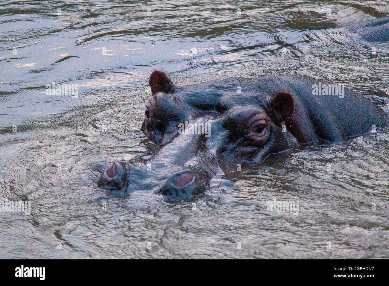 Queen Elizabeth Park, uganda - august 2008 - Hippo (Hippopotamus ...