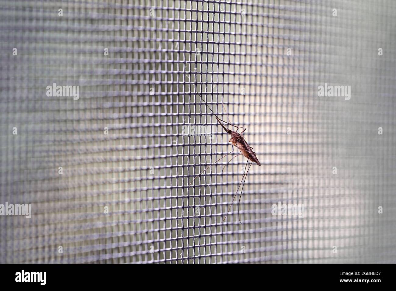 Insect screen hi-res stock photography and images - Alamy