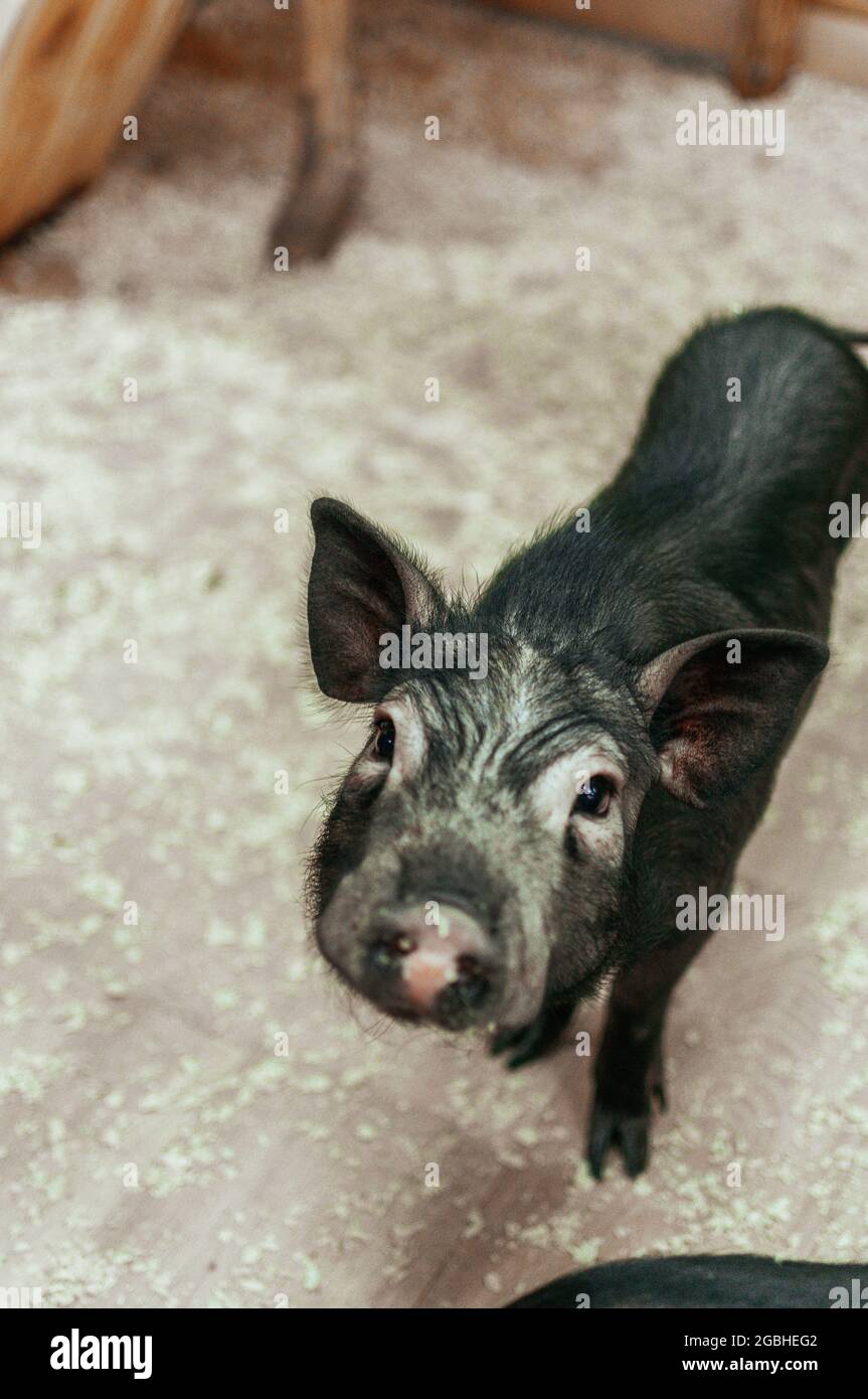 Vertical high angle shot of cute black pig looking at the camera Stock ...