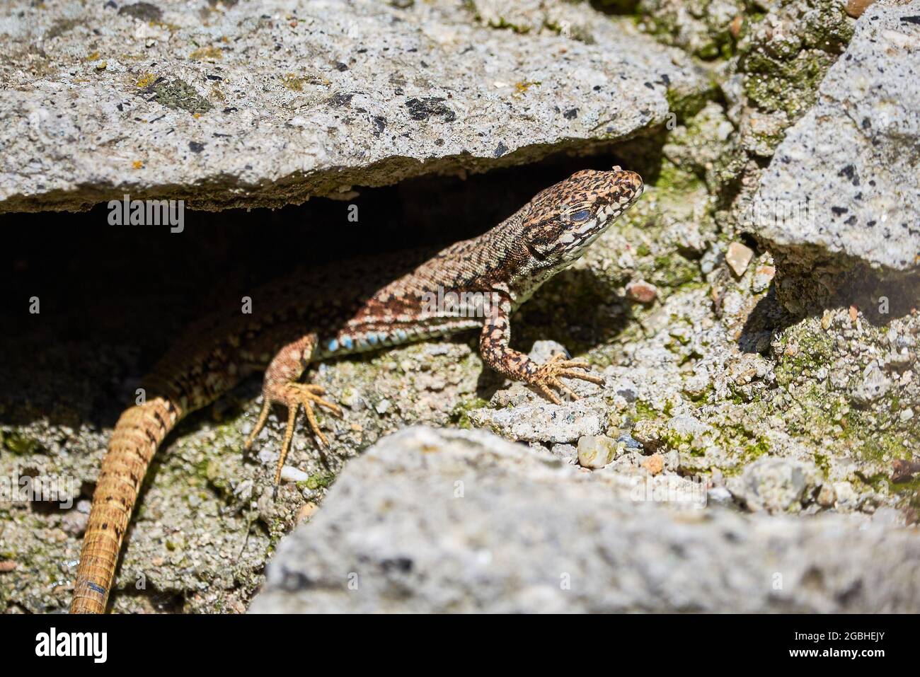 Common wall lizard sunbathing on a rock in the morning (Podarcis ...