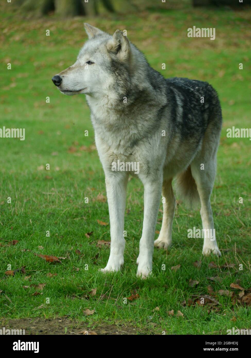 Closeup shot of a grey purebred Siberian husky on the background of ...