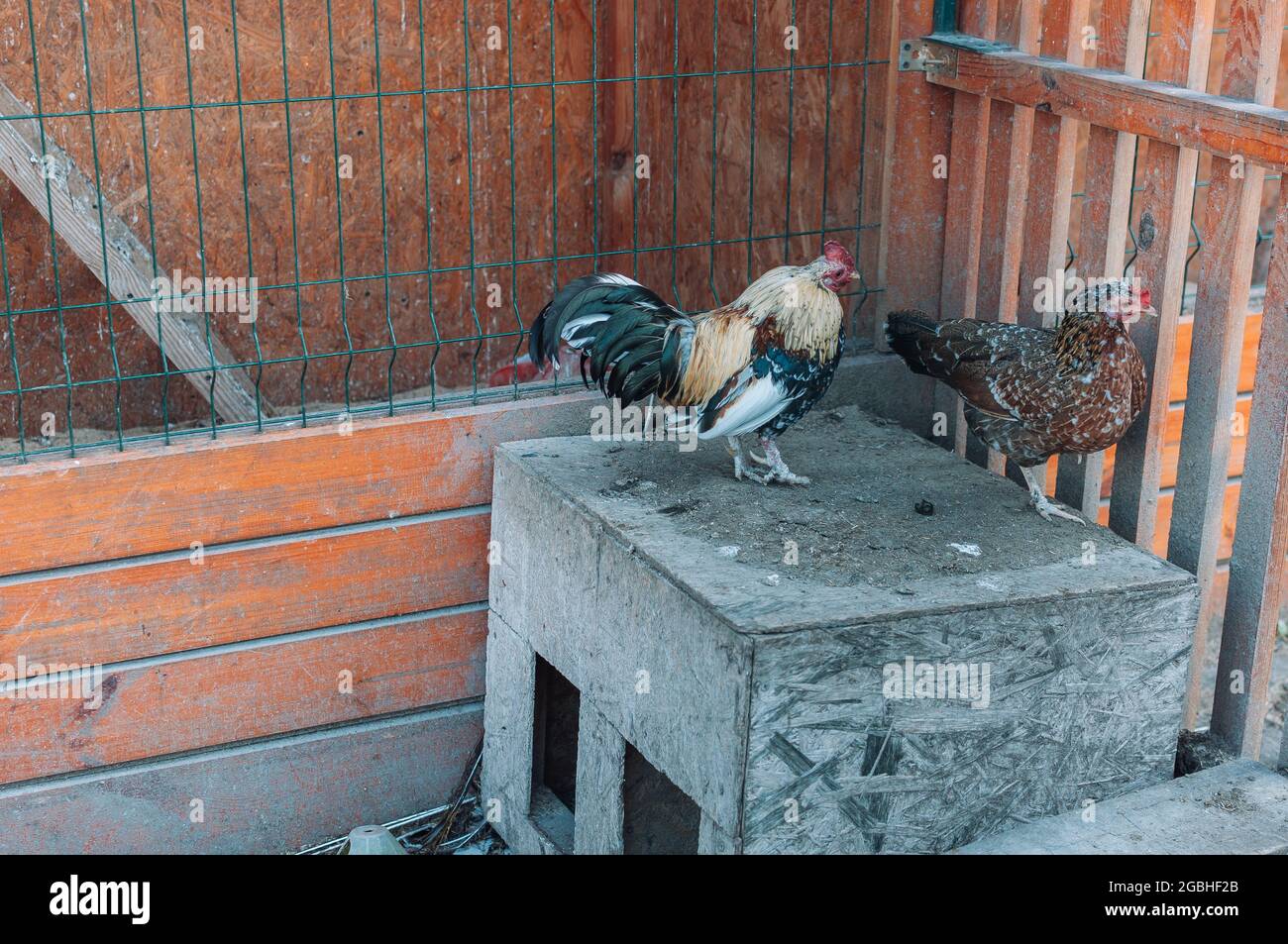 Closeup shot of rooster and hen inside a cage Stock Photo - Alamy