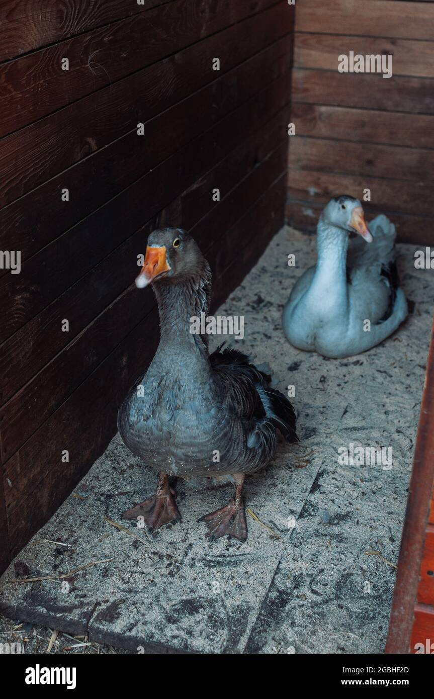 Vertical shot of greylag geese inside a wooden cage Stock Photo - Alamy