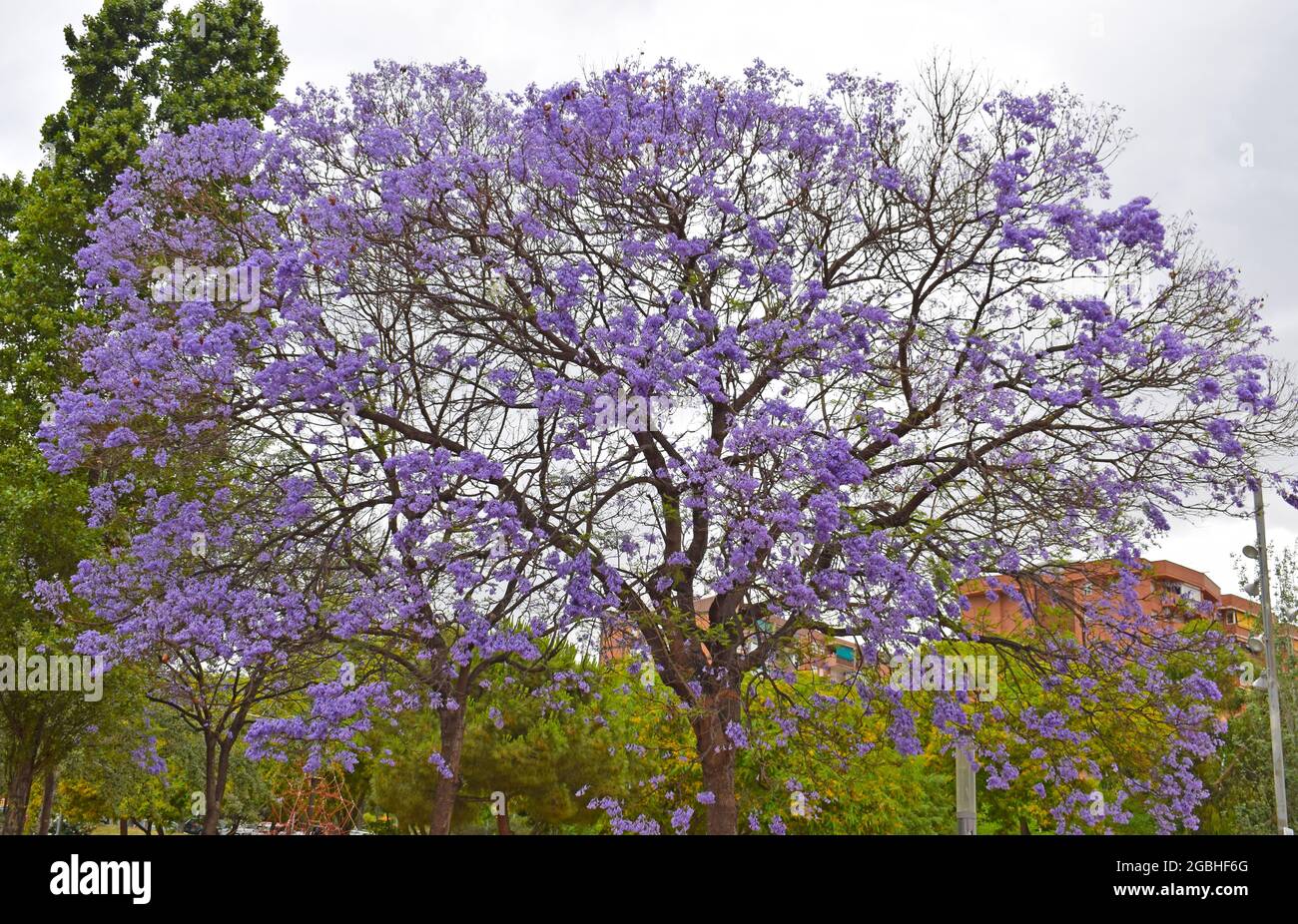 Flowery tree in public park of Barcelona Spain Stock Photo - Alamy