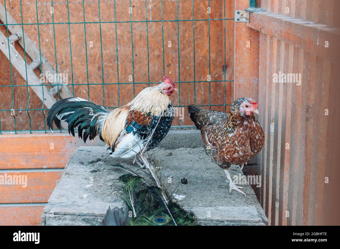 Spangled Hatch Gamefowl