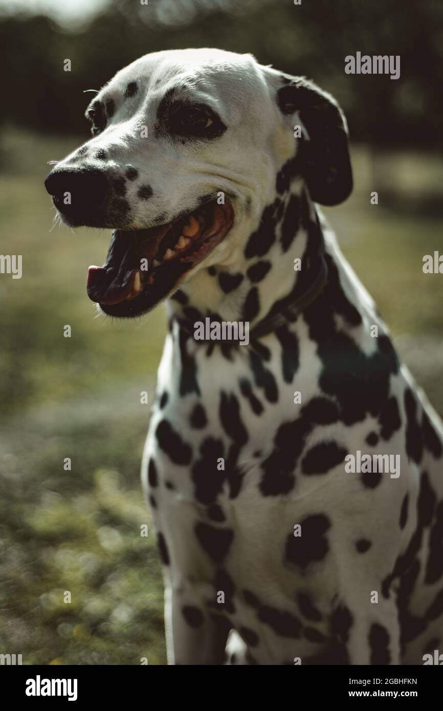 Dalmatian dog eye hi-res stock photography and images - Alamy
