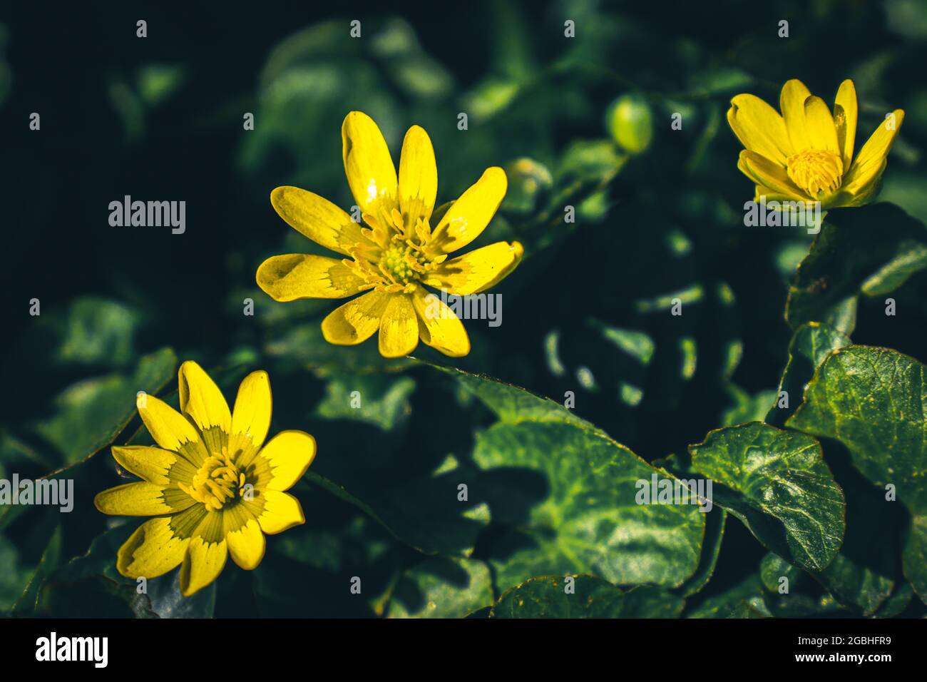 Closeup of beautiful yellow lesser celandine flowers Stock Photo - Alamy