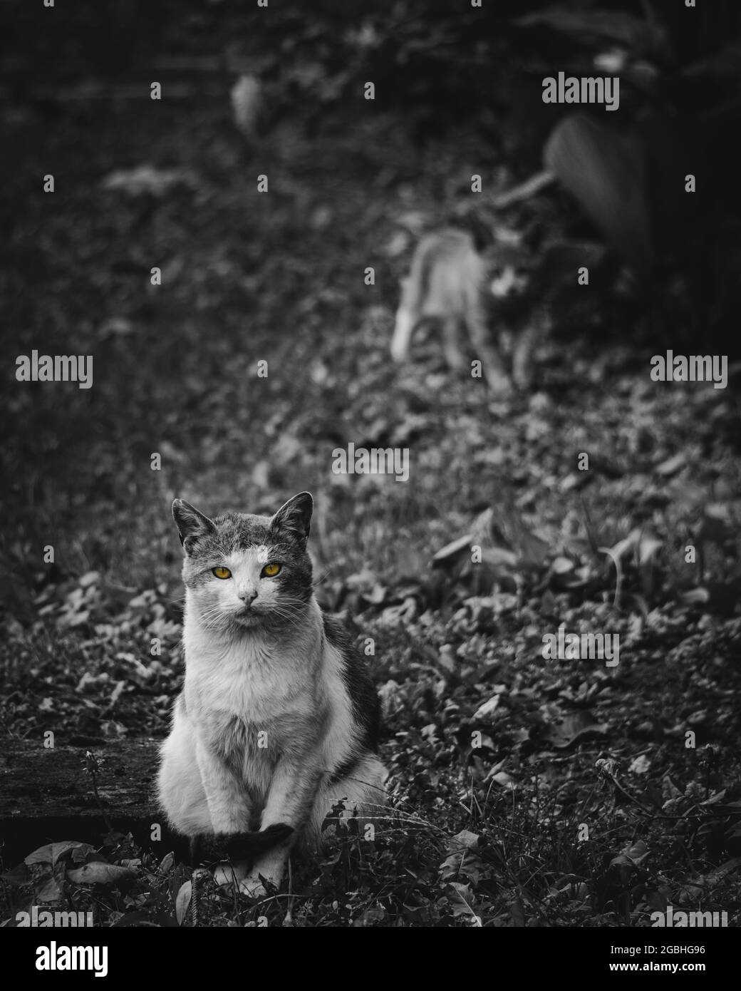 Grayscale Cat High Resolution Stock Photography and Images - Alamy