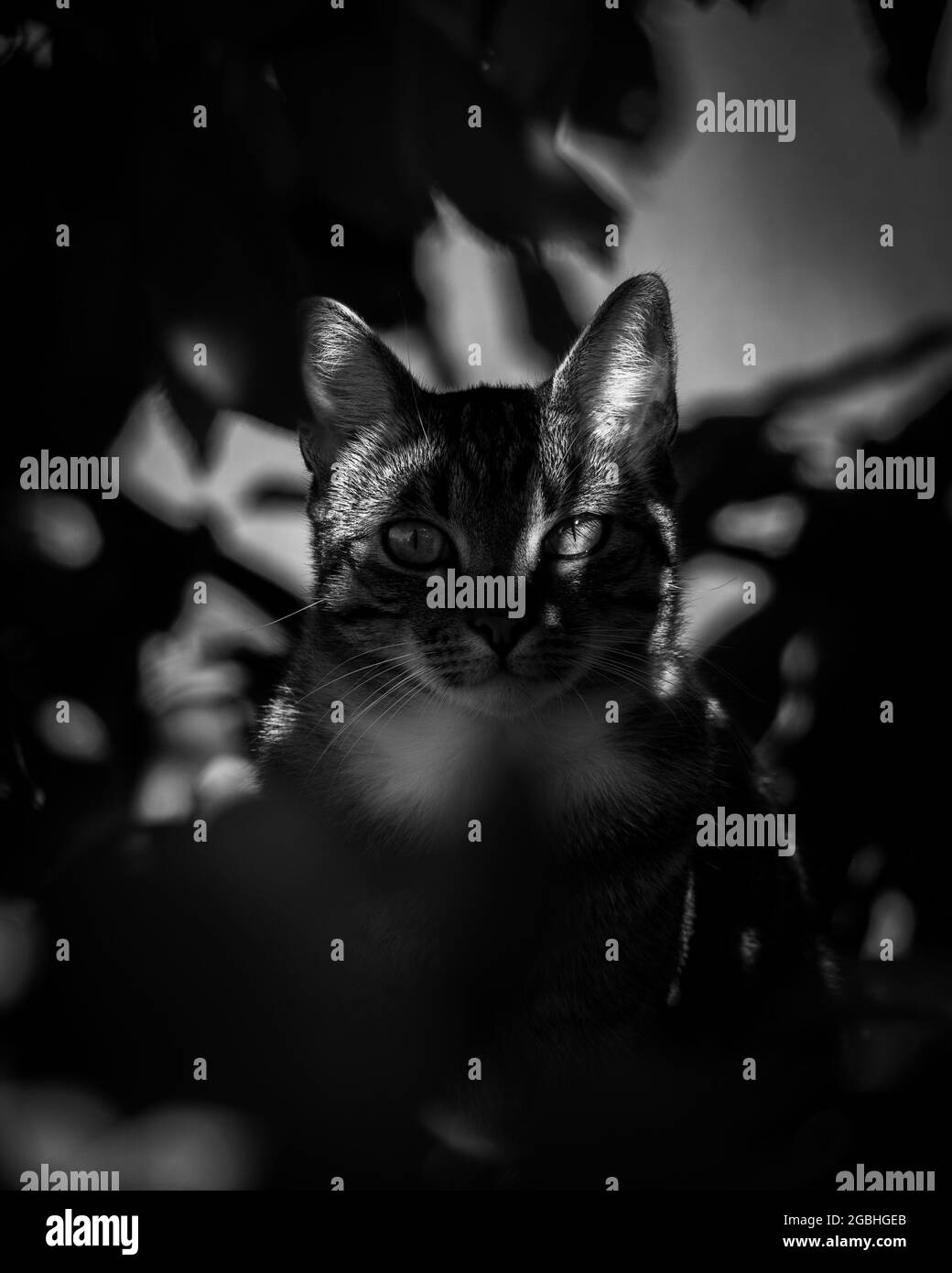 Shadow of a cat Black and White Stock Photos & Images - Alamy