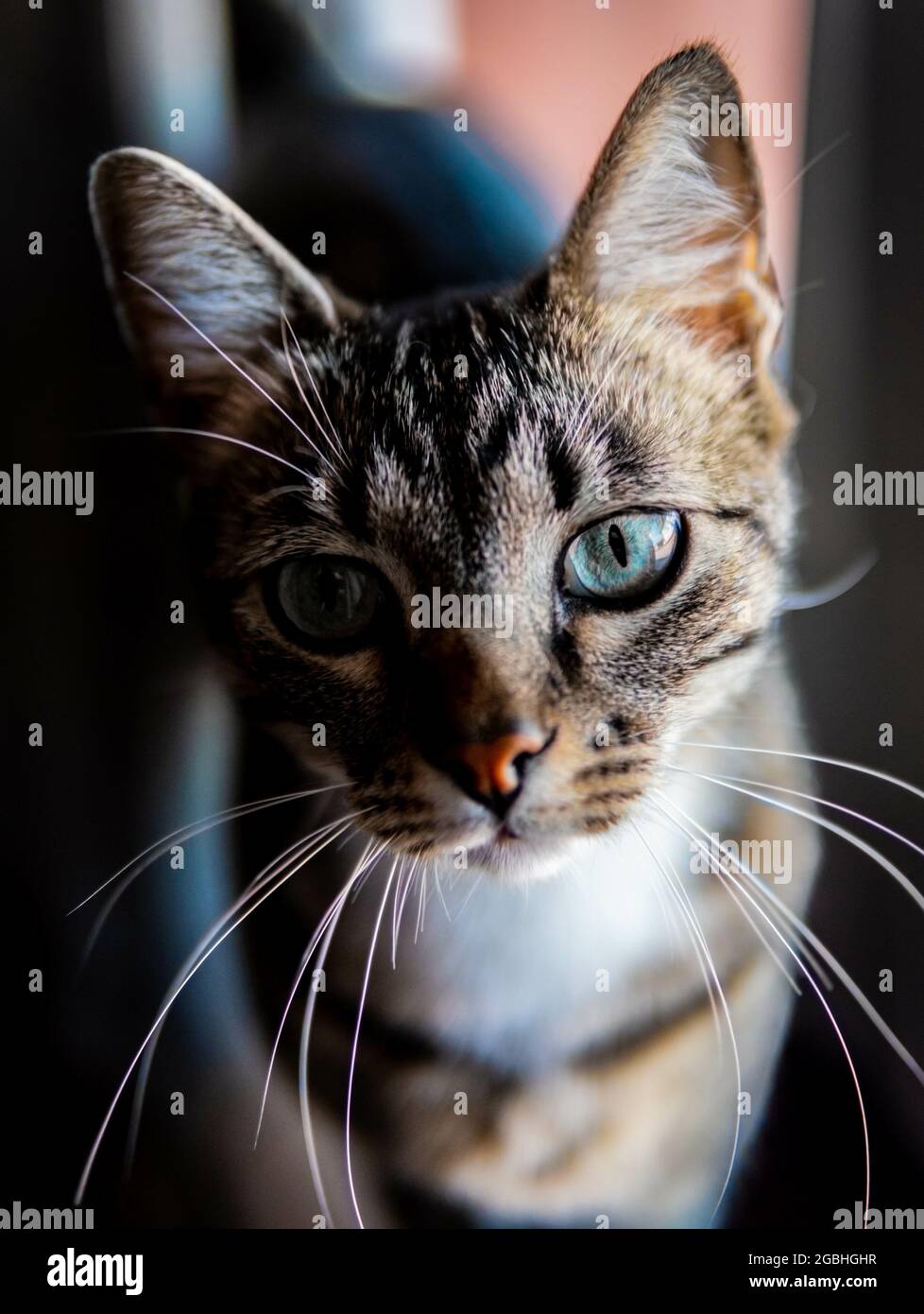 Closeup vertical shot fluffy hi-res stock photography and images - Alamy