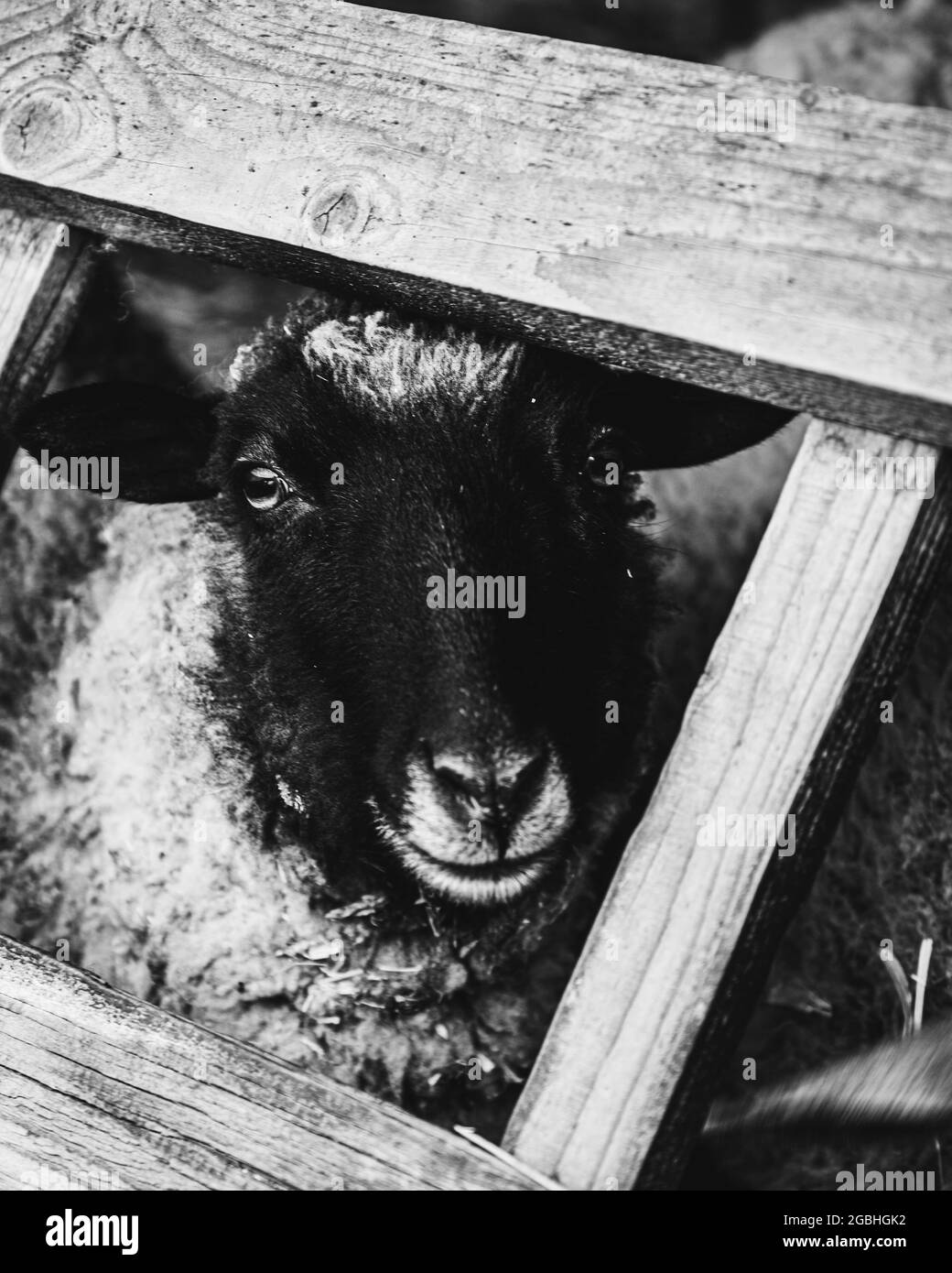 Closeup grayscale shot of a sheep Stock Photo - Alamy