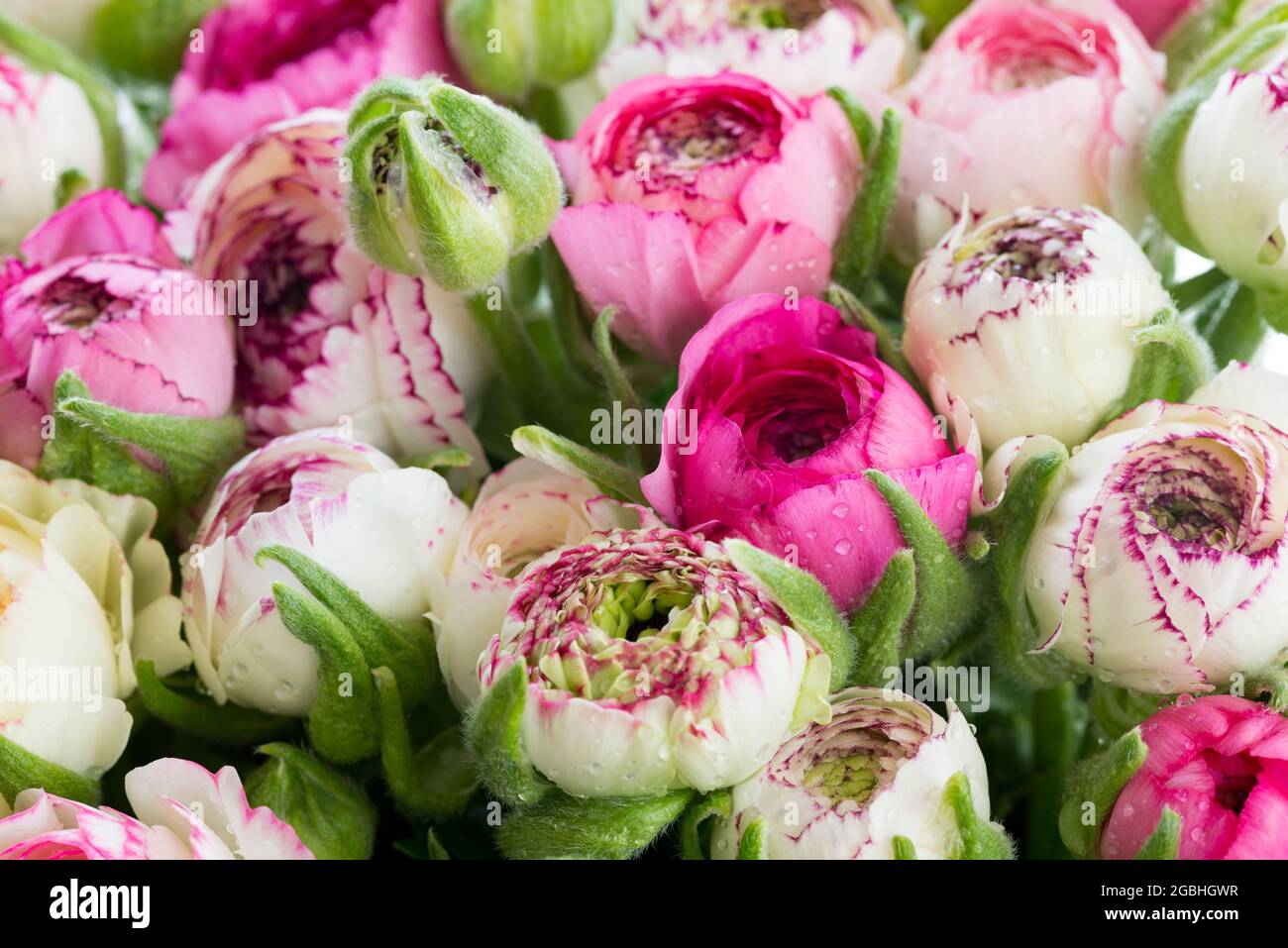Ranunculus hybride hi-res stock photography and images - Alamy