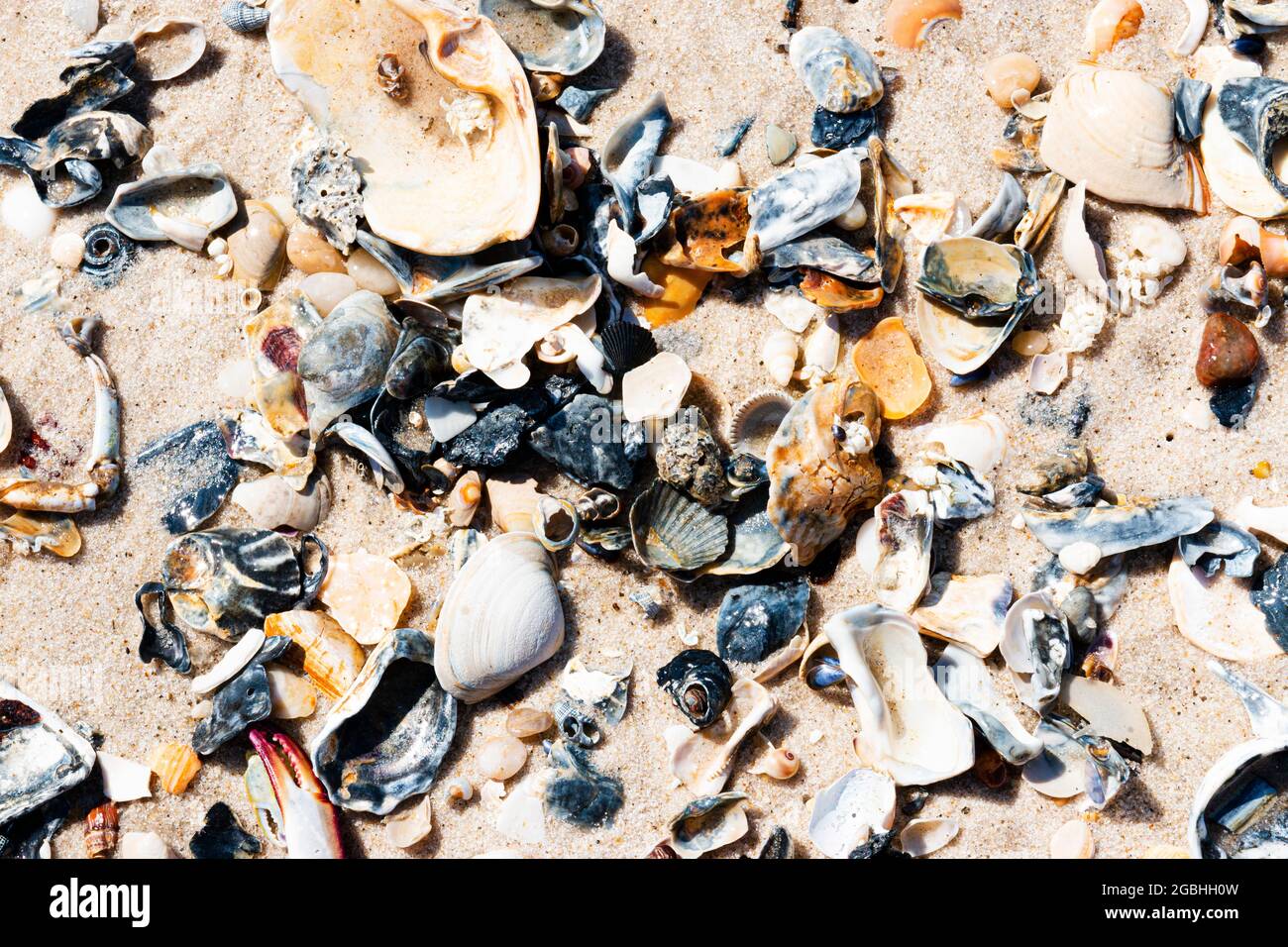 View from above of seashell fragments on the sand of the beach on Fire ...