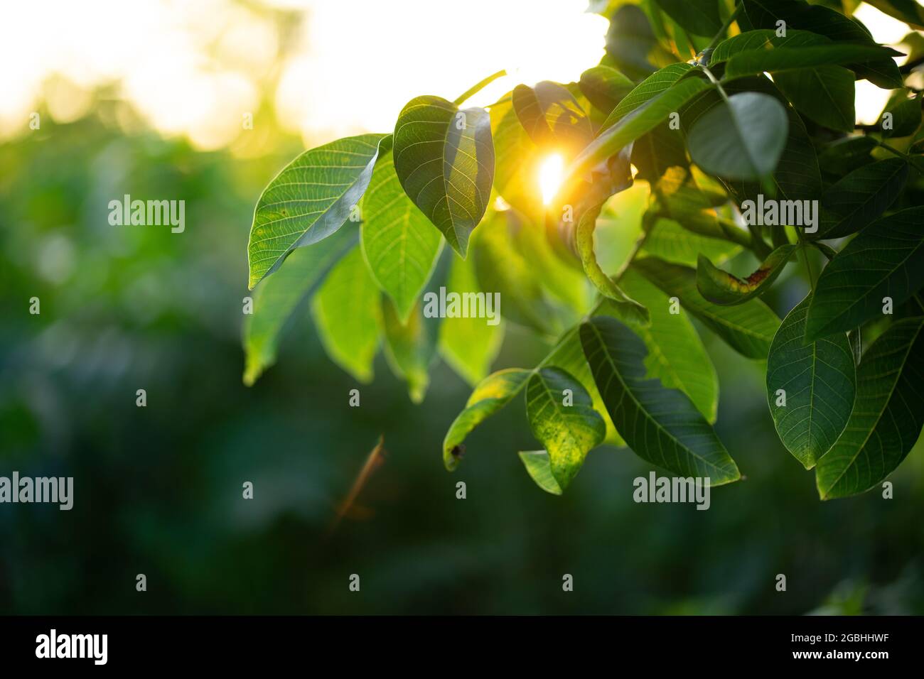 Setting sun between green leaves of a cherry tree Stock Photo - Alamy
