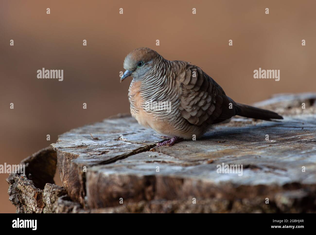 Zebradove hi-res stock photography and images - Alamy