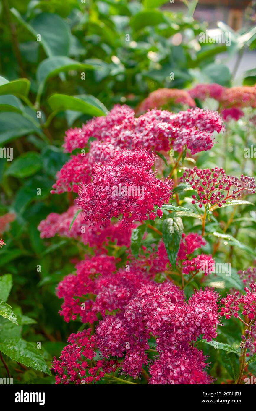 Vertical shot of beautiful purple Spiraea growing in its beauty in the ...