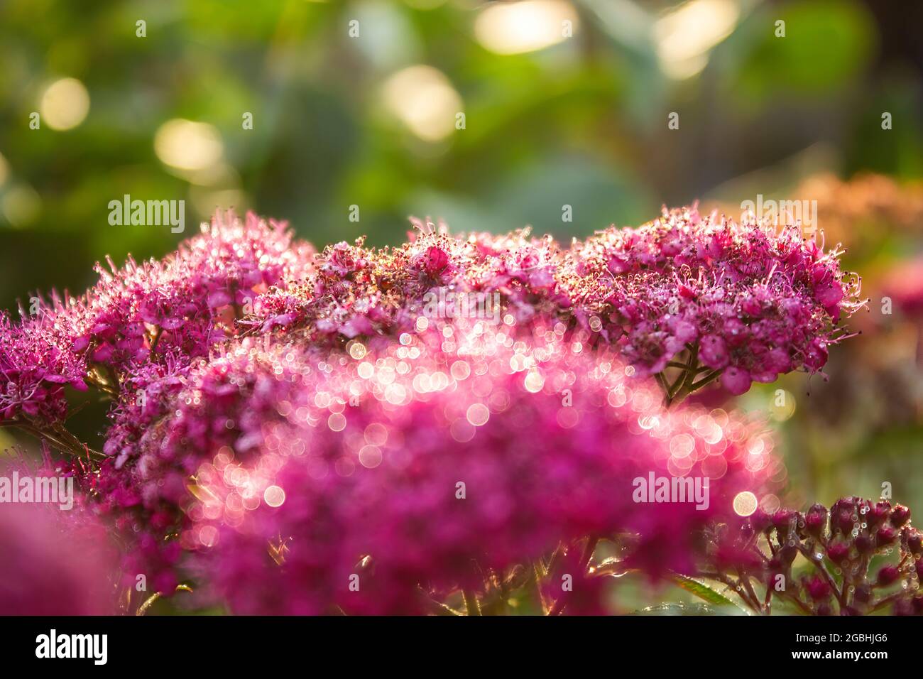 Closeup shot of beautiful purple Spiraea growing in its beauty in the ...