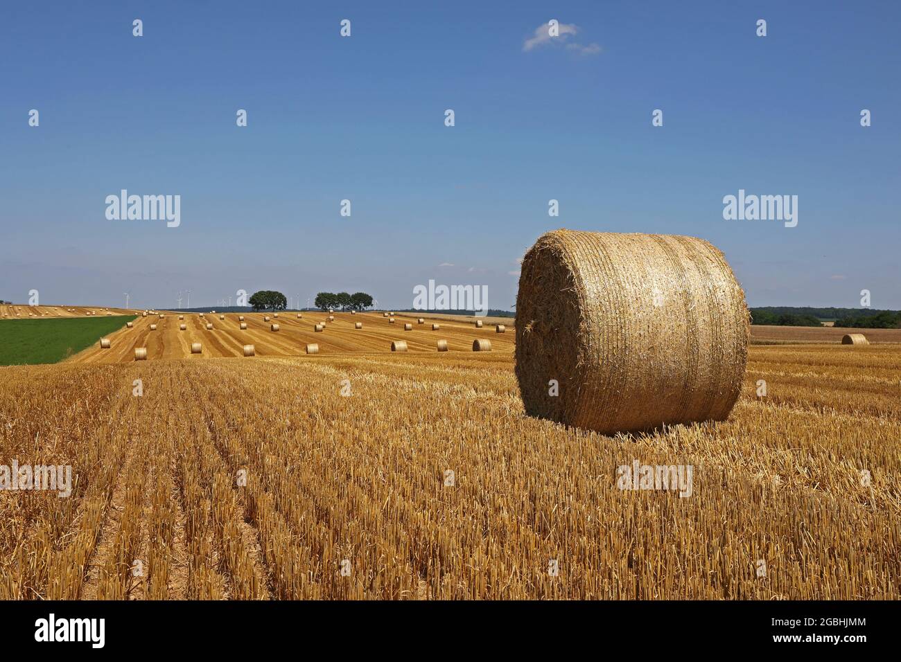 Large agricultural brown field with rolled hay bales Stock Photo - Alamy