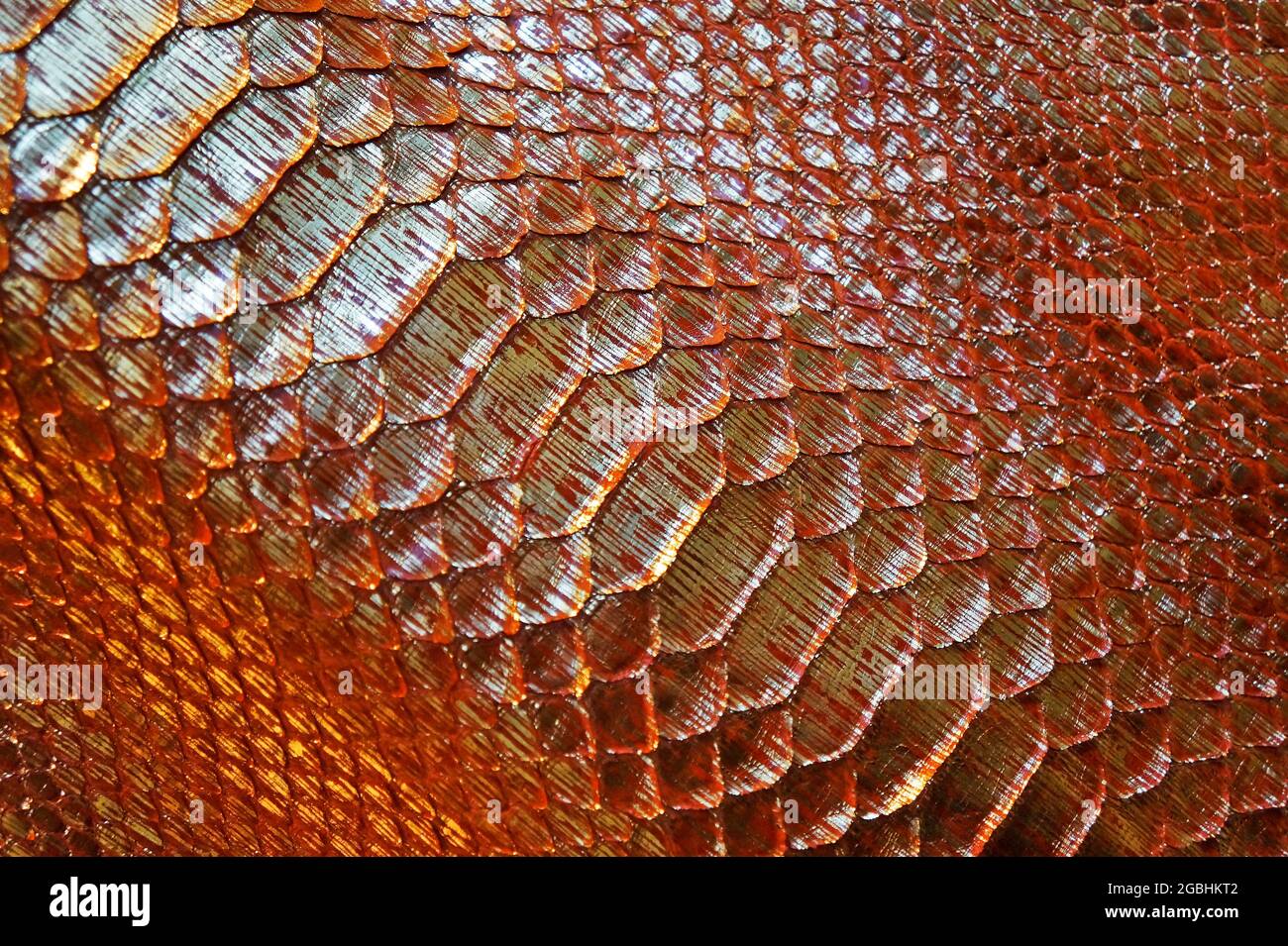 Snake skin texture hi-res stock photography and images - Alamy