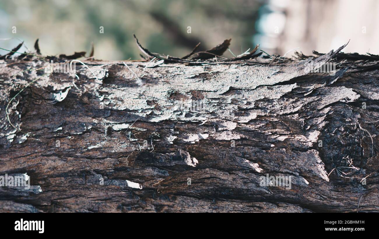 BANNER Close-up shot Hard wood outer layer of pine bark tissue surface ...