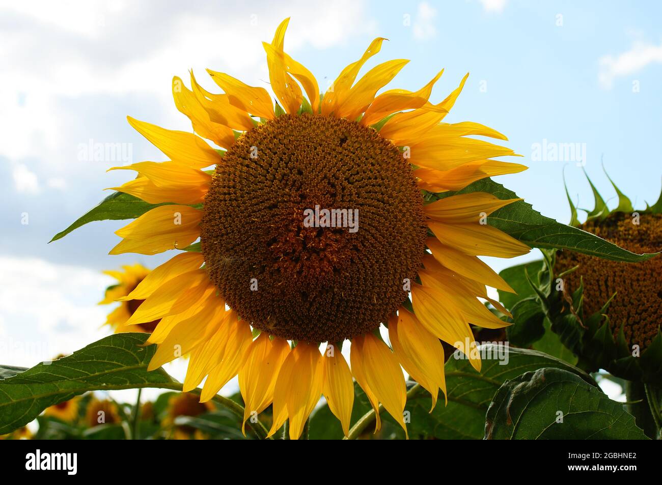 Sunflower at midday hi-res stock photography and images - Alamy