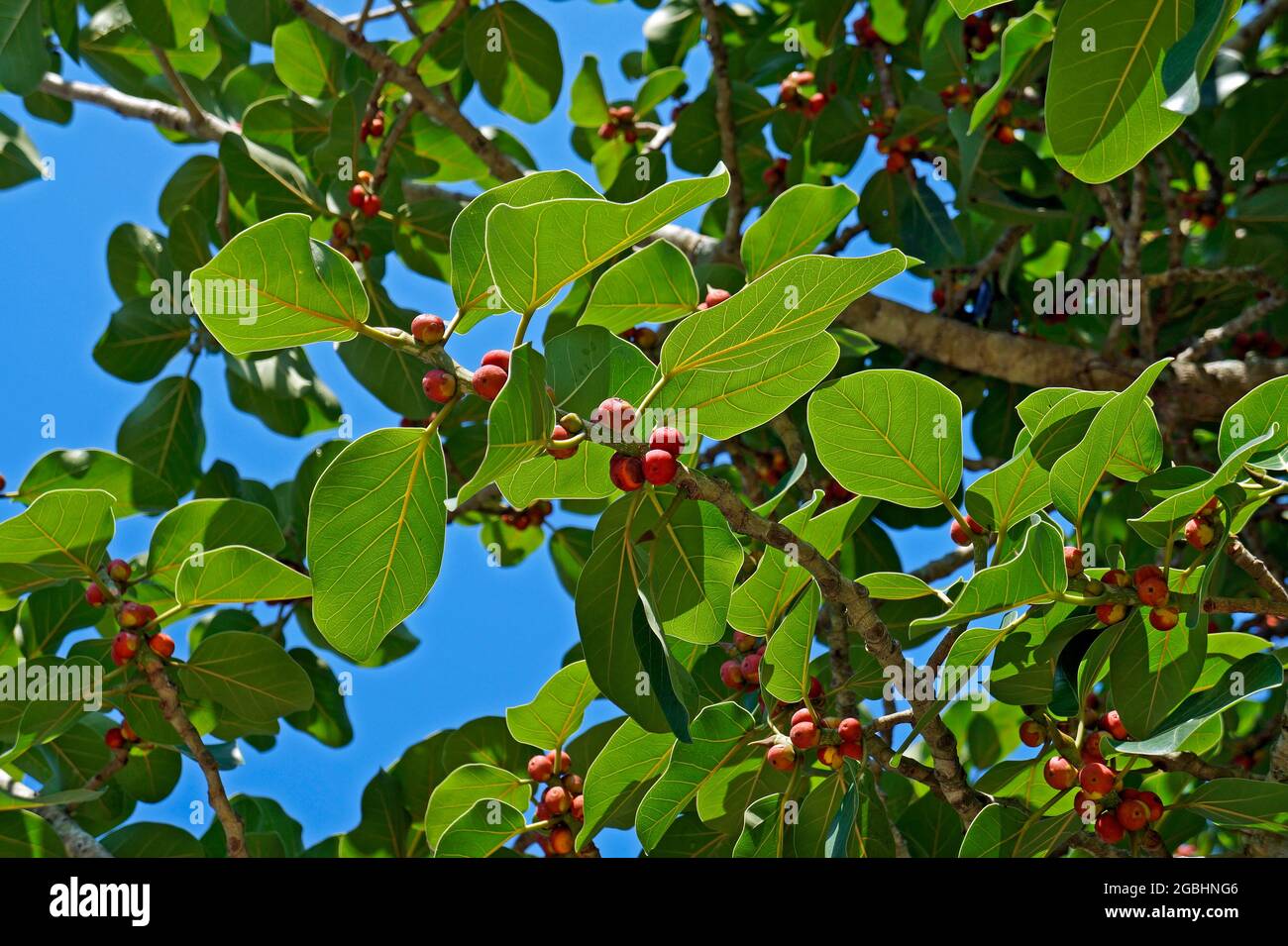 Wild red berries on tropical forest Stock Photo - Alamy