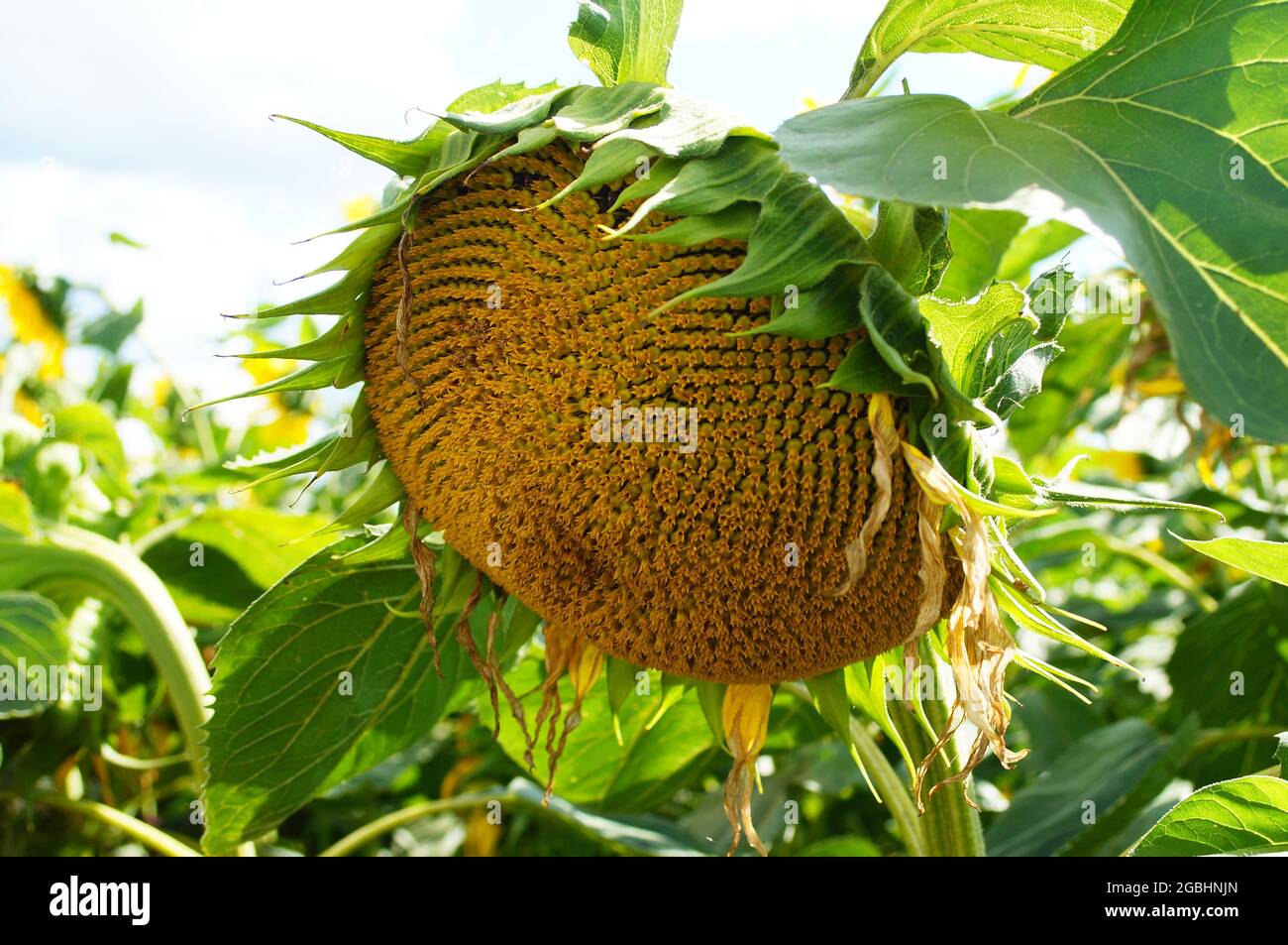 Ripening receptacle of a sunflower Stock Photo - Alamy