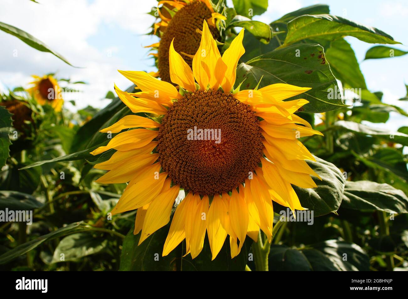 Ripening receptacle of a sunflower Stock Photo - Alamy