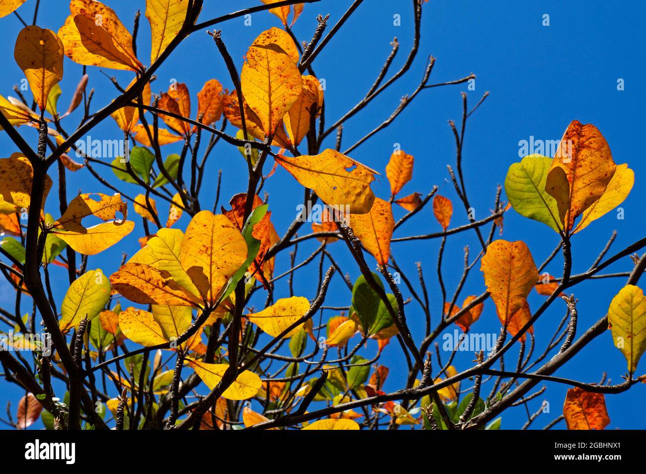 Tropical almond leaves in autumn (Terminalia catappa Stock Photo - Alamy