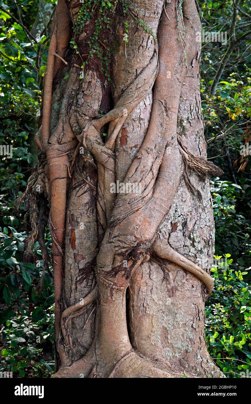 Tree trunk with roots on tropical forest Stock Photo - Alamy