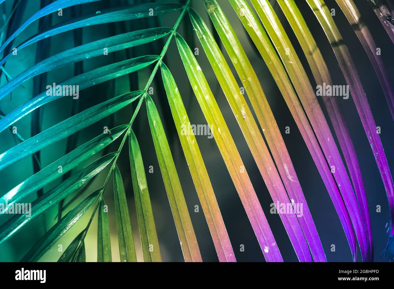 Tree multicolored light beach hi-res stock photography and images - Alamy
