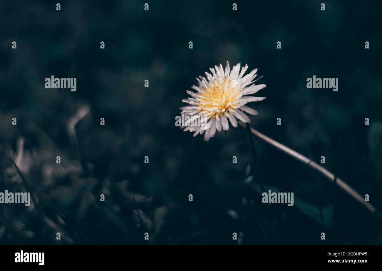 Beautiful dandelion, taraxacum officinale in a dark scene Stock Photo ...
