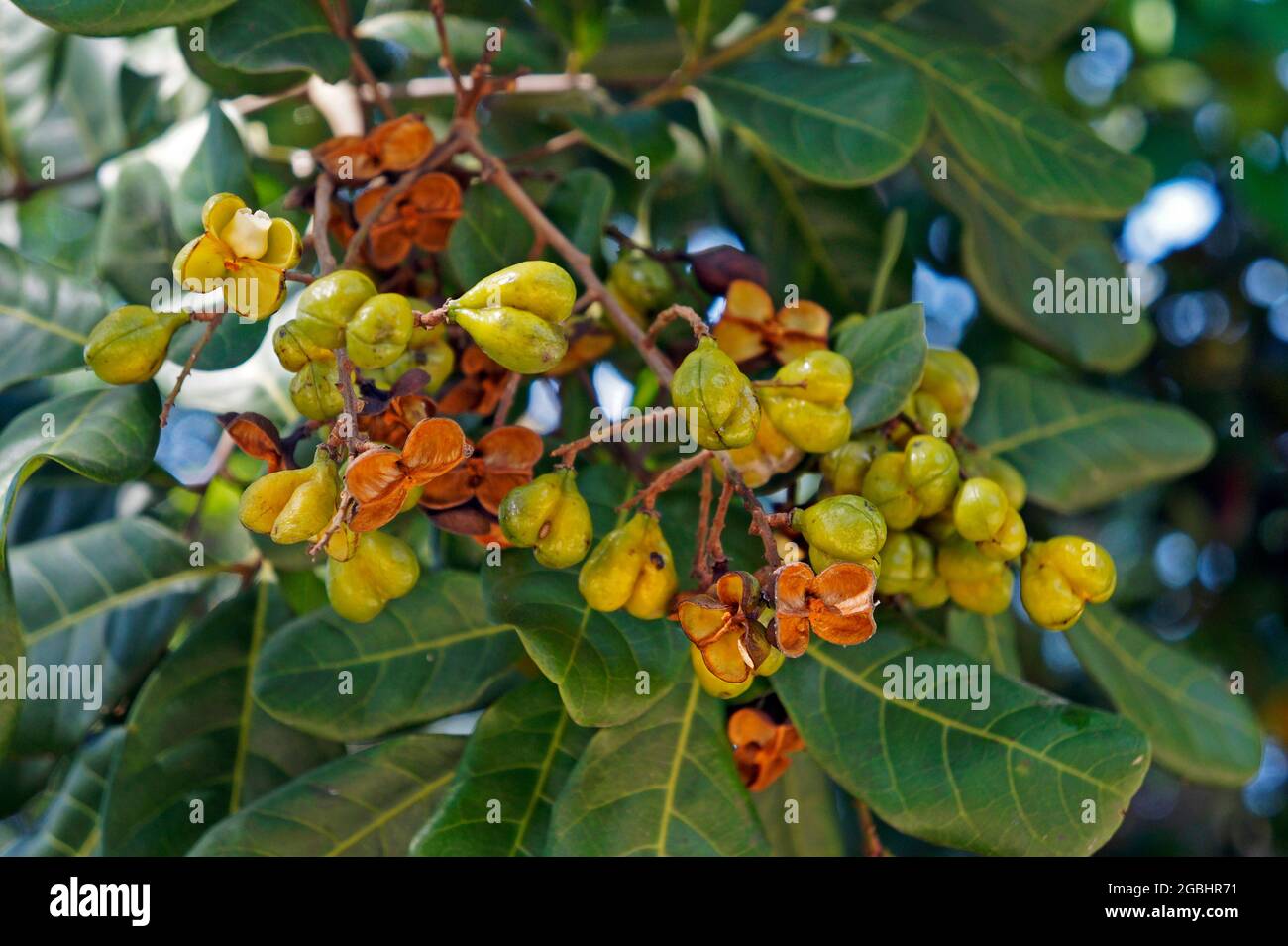 Tropical Rainforest Fruits