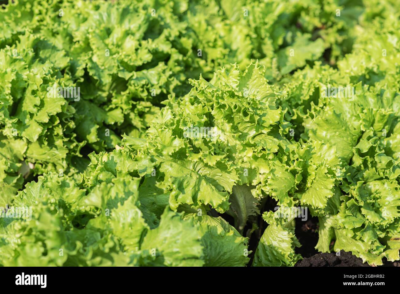 Green lettuce grows in the vegetable garden in the summer in the sun ...