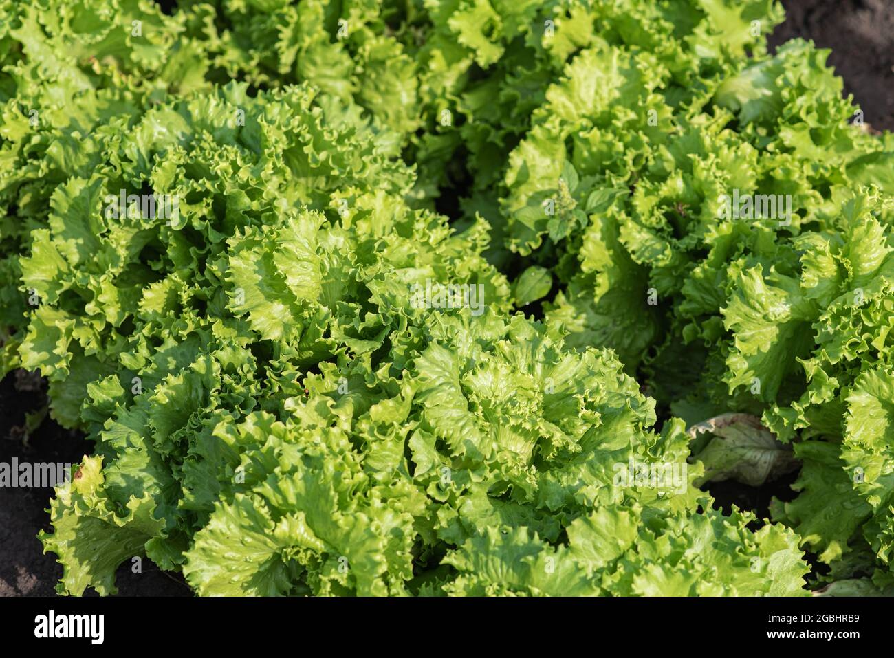 Green lettuce grows in the vegetable garden in the summer in the sun ...