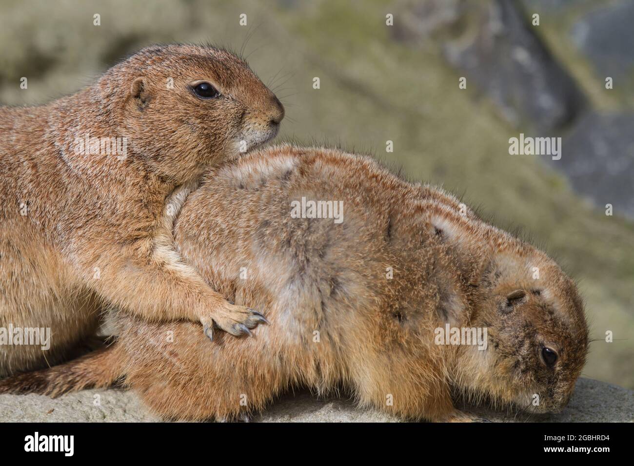portrait of two marmots or groundhogs (marmota Stock Photo - Alamy