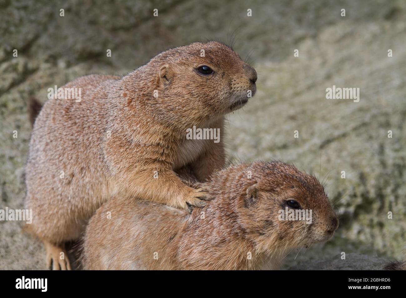 portrait of two marmots or groundhogs (marmota Stock Photo - Alamy